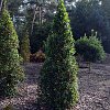 Ilex aquifolium 'Pyramidalis' - Hulst