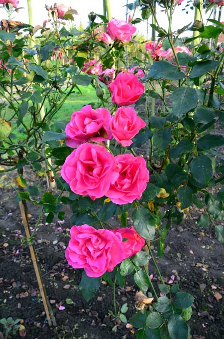 Rosa (T) 'Melrose' - Trosroos, Floribundaroos, Polyantharoos
