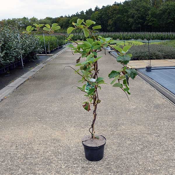 Actinidia deliciosa 'Jenny' - Kiwi