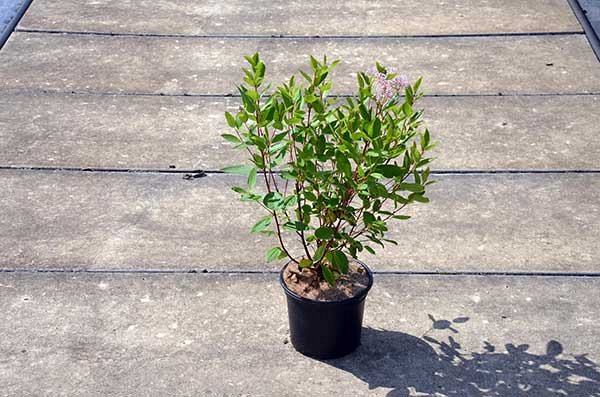 Ceanothus pallidus 'Marie Simon' - Sikkelboom